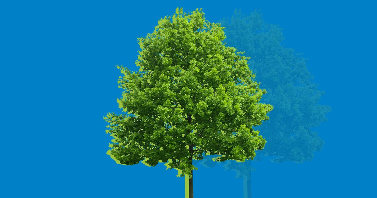 Bosques urbanos | Citizens' Climate Lobby
